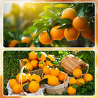 premium dried orange slices for beverages