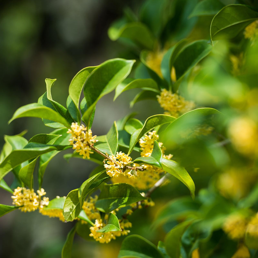 premium dried osmanthus flowers for relaxation
