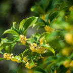 premium dried osmanthus flowers for relaxation