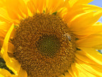 premium dried sunflower petals