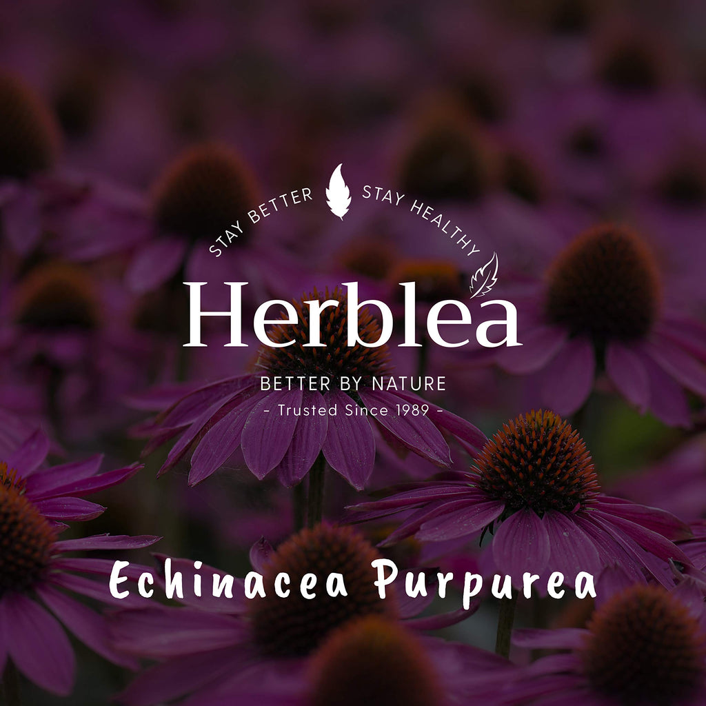 premium echinacea for seasonal support