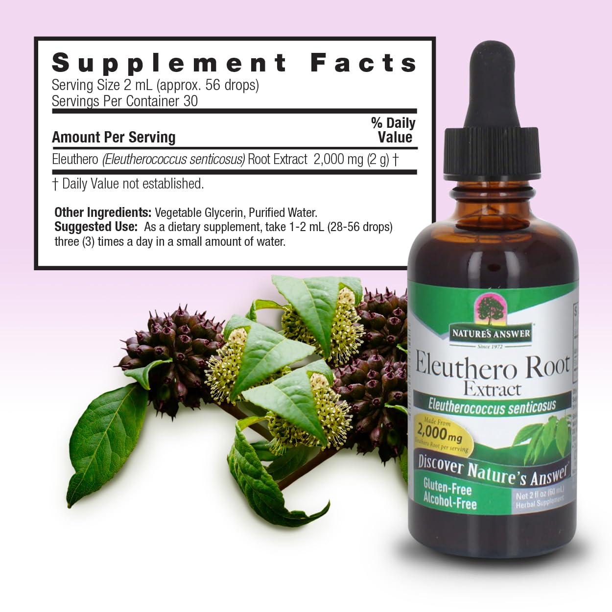premium eleuthero root benefits