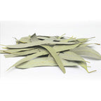 premium eucalyptus leaves for wellness