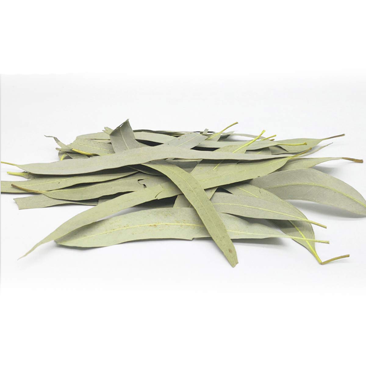 premium eucalyptus leaves for wellness