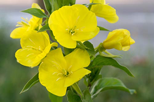 premium evening primrose for daily vitality