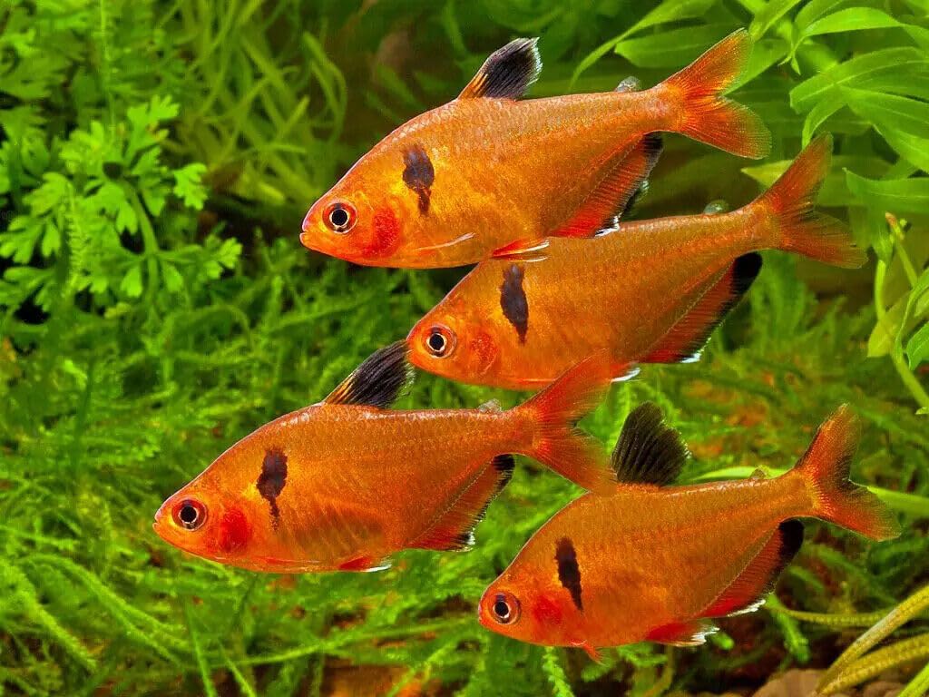 Premium fish food in foil pouch