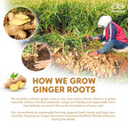 premium ginger tea for tea lovers