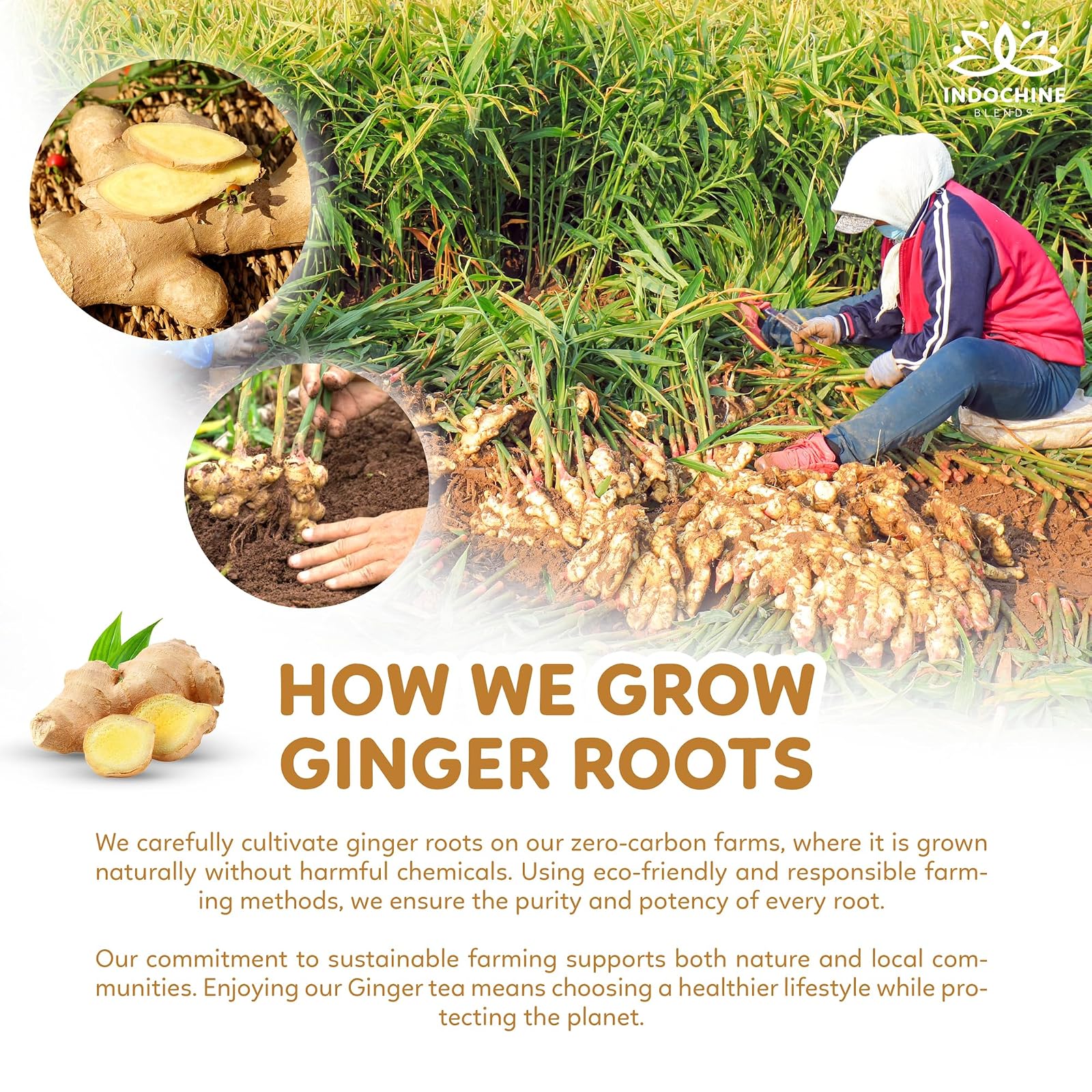 premium ginger tea for tea lovers