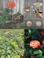 premium ginseng powder for smoothies
