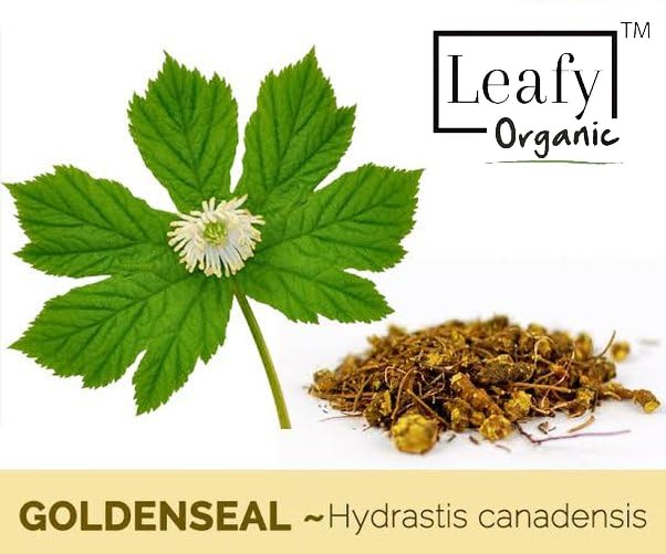premium goldenseal powder for wellness