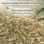 premium green tea extract benefits