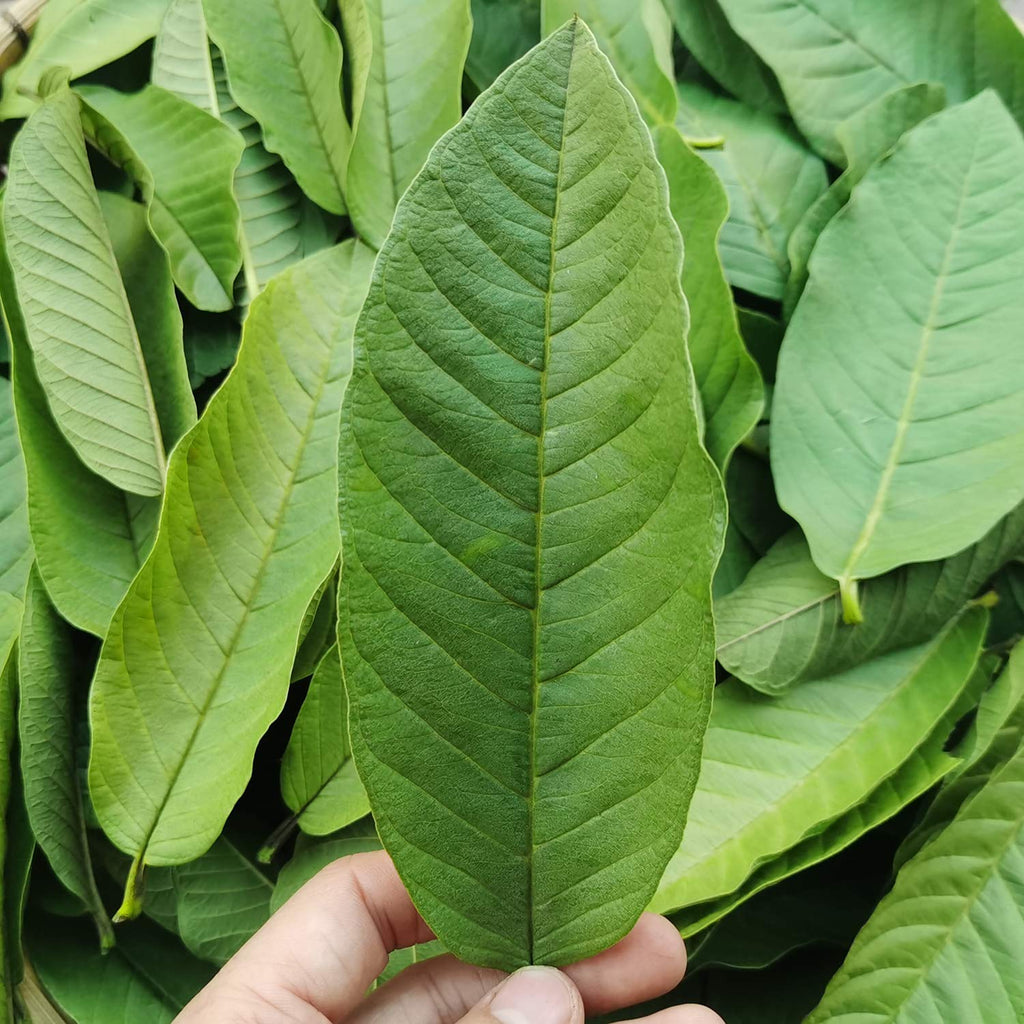 premium guava leaves for wellness