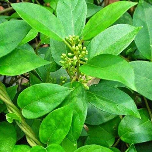 premium gymnema sylvestre for health