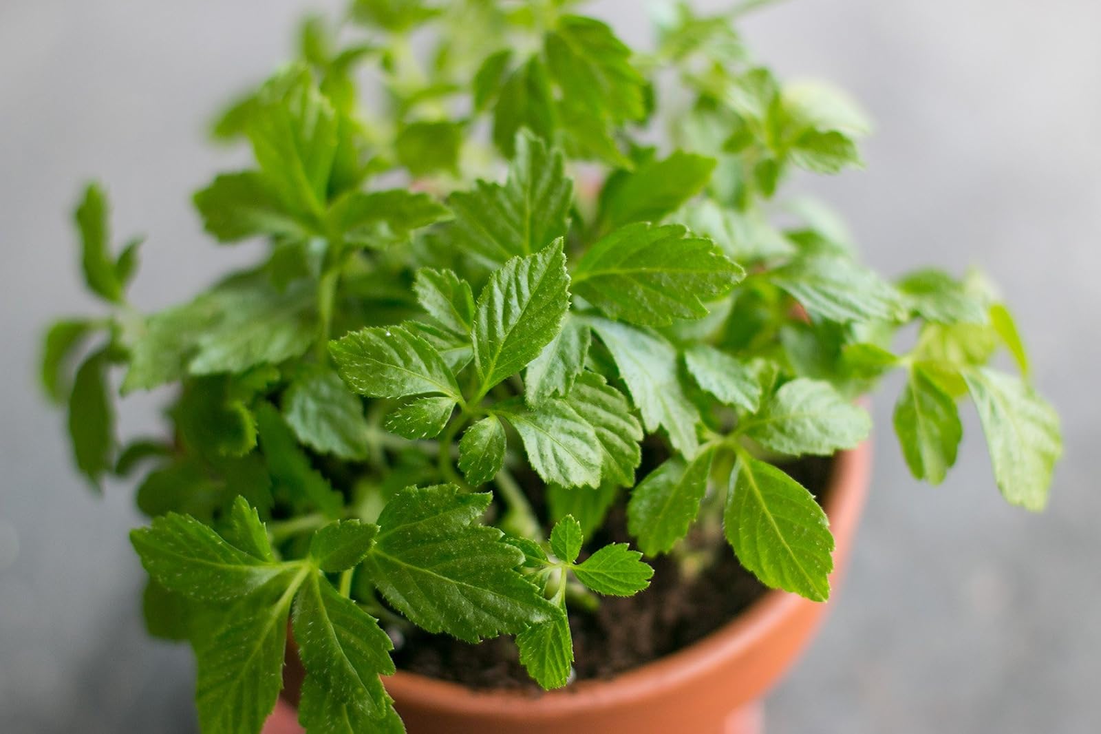 premium Gynostemma herbal tea experience