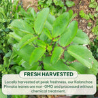 premium herbal tea for health