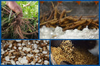 premium herbal tea for wellness