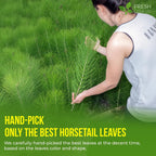 premium horsetail leaf tea bags