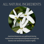 premium jasmine green tea sachets