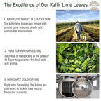 premium kaffir lime leaves for detox tea