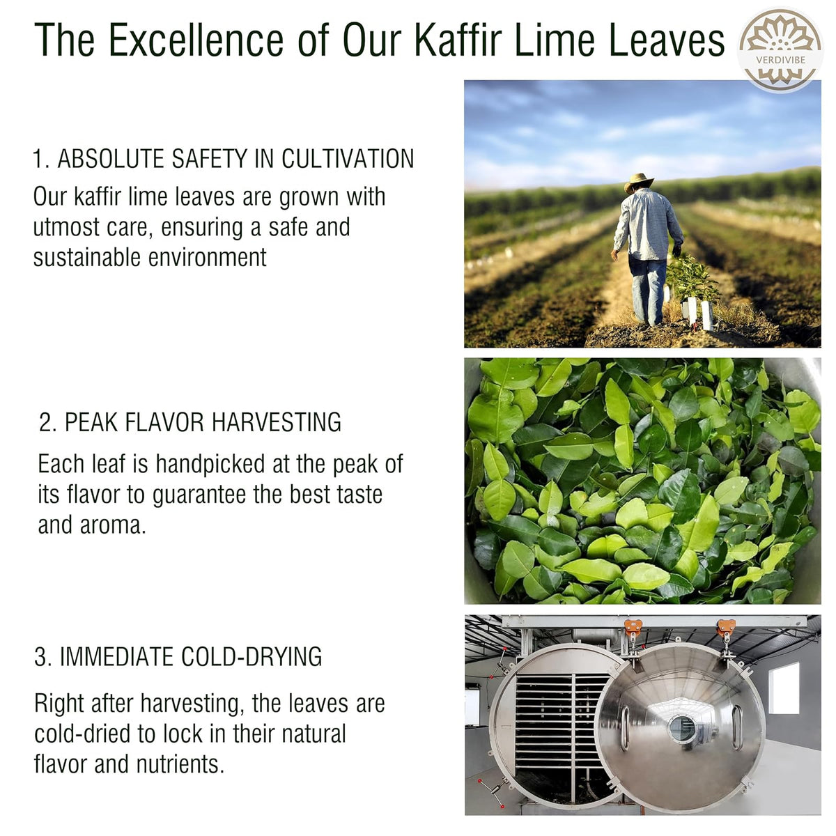 premium kaffir lime leaves for detox tea