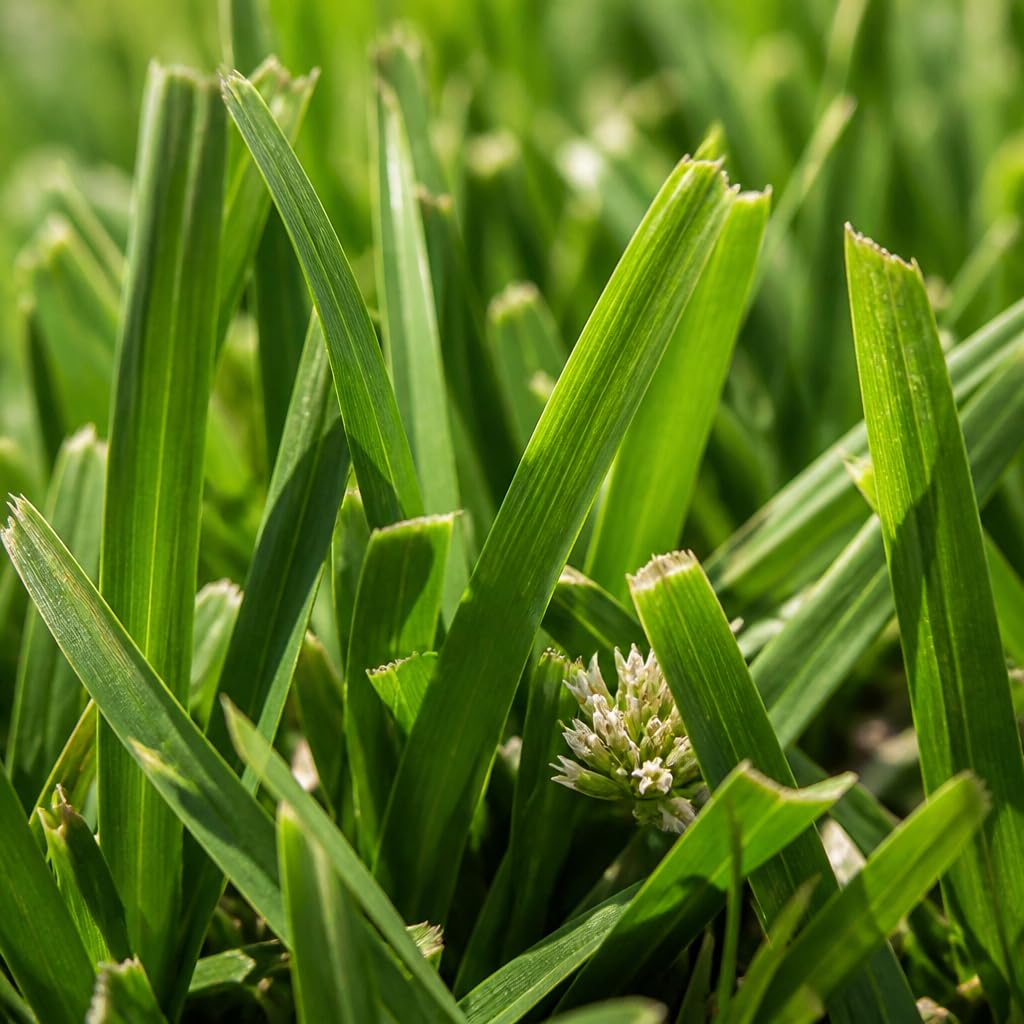 premium lawn grass plugs
