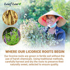 premium licorice root tea bags
