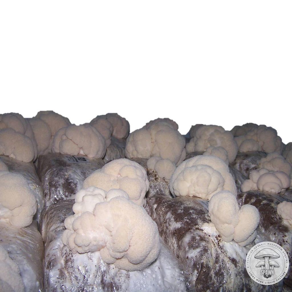 Premium Lion's Mane mycelium solution