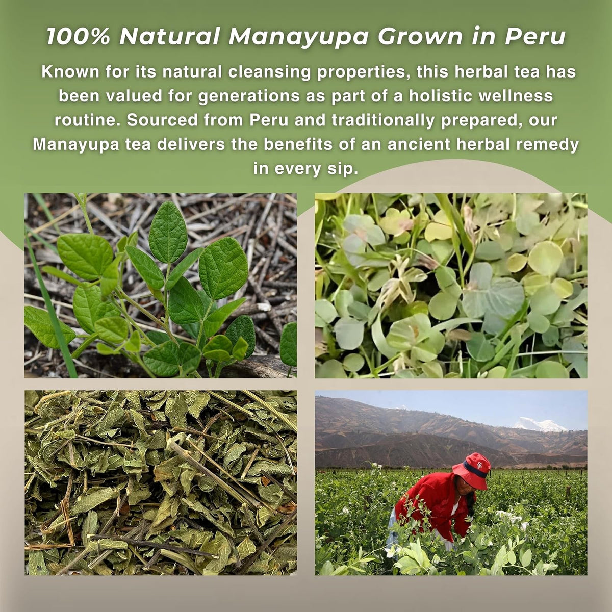 premium Manayupa for holistic health