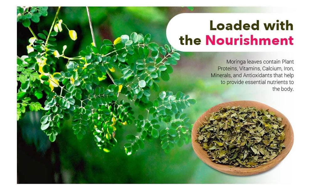 premium moringa leaves for brewing