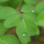 premium moringa tea for wellness