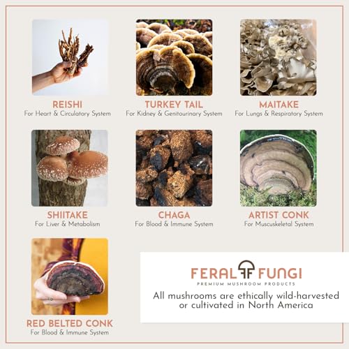 premium mushroom extract for vitality