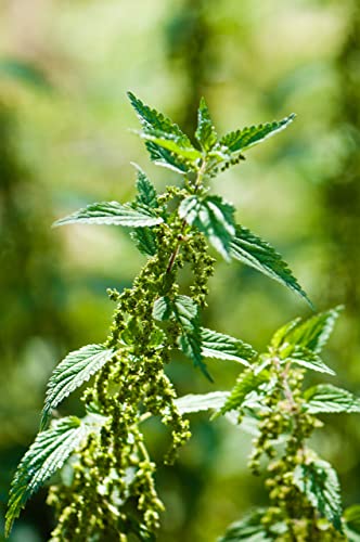 premium nettle tea for vitality