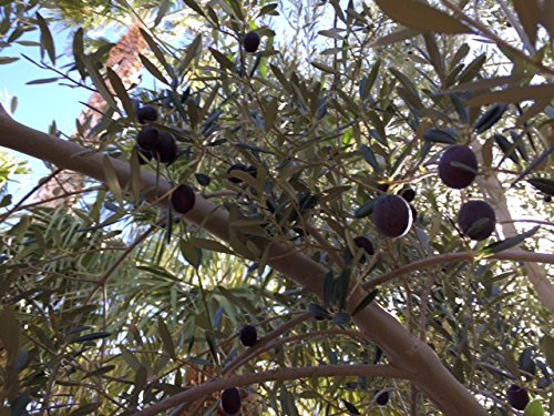 premium olive leaf for herbal remedies