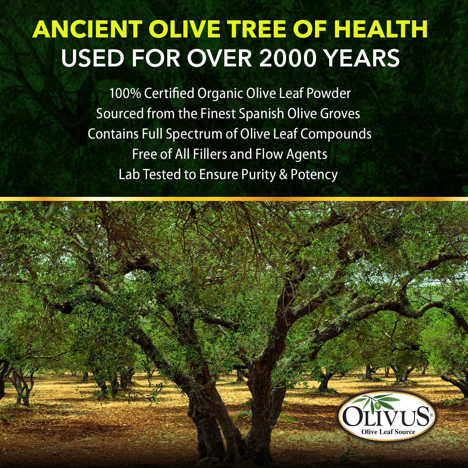premium olive leaf for immune support