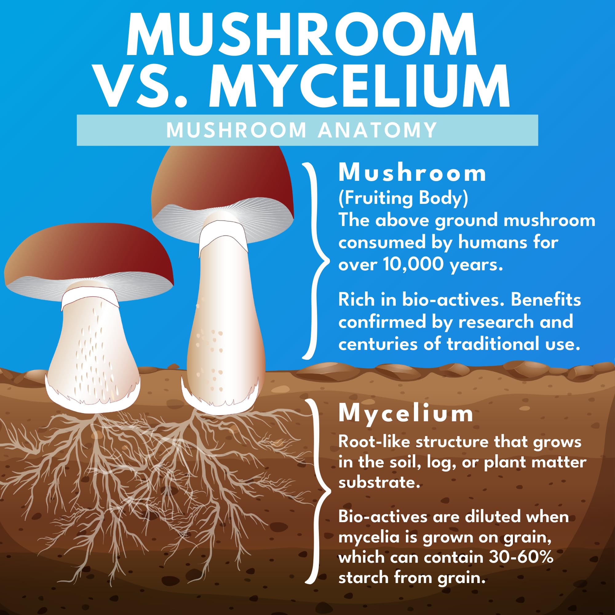 premium organic mushrooms for wellness
