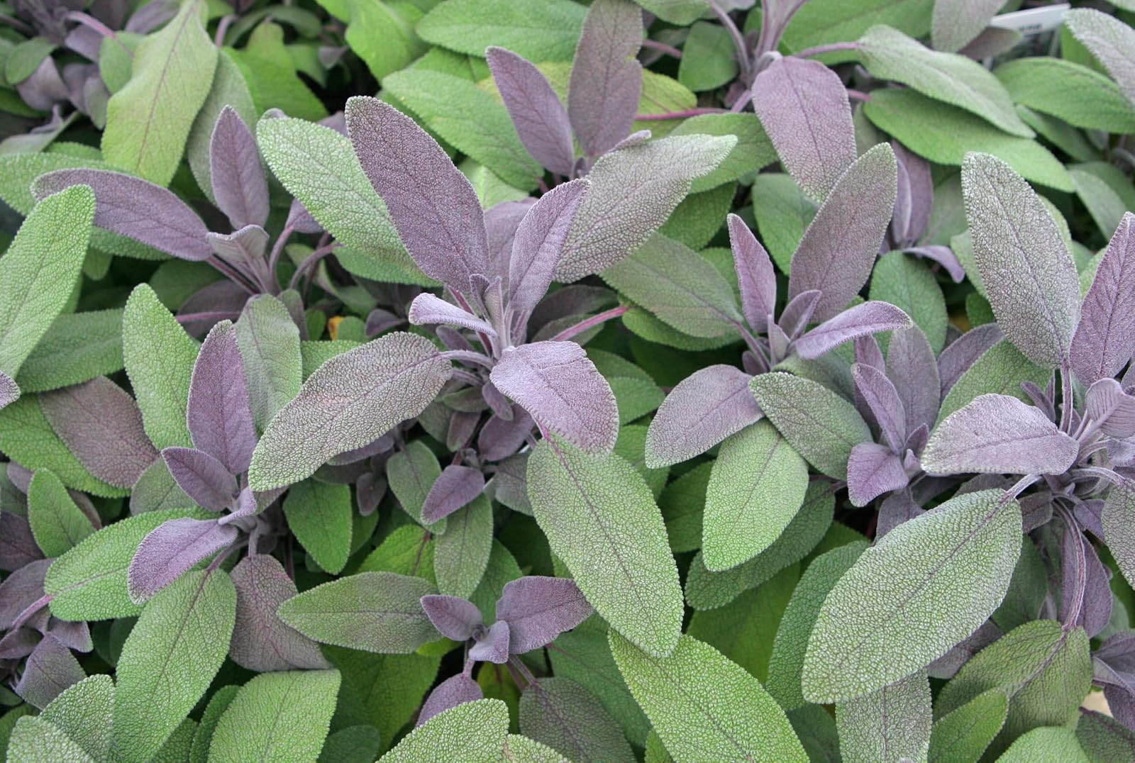 premium organic sage for infusion