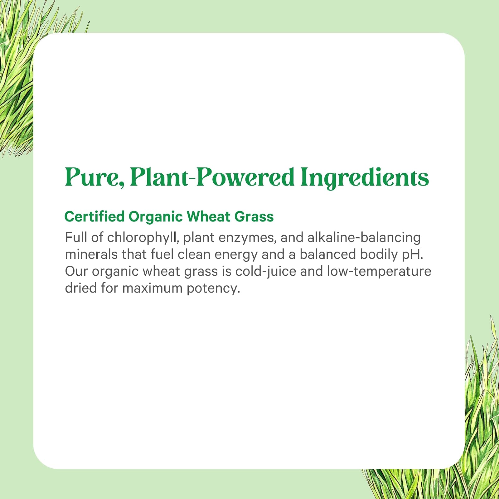 premium organic wheatgrass for health