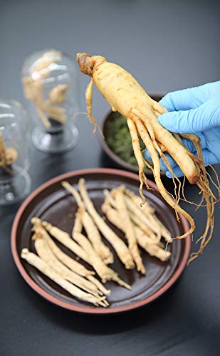 premium Panax ginseng benefits