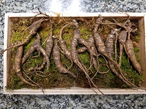 premium Panax ginseng for vitality