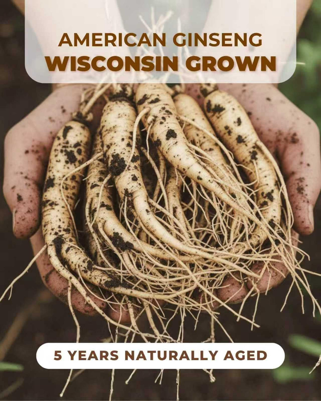 premium Panax ginseng for vitality