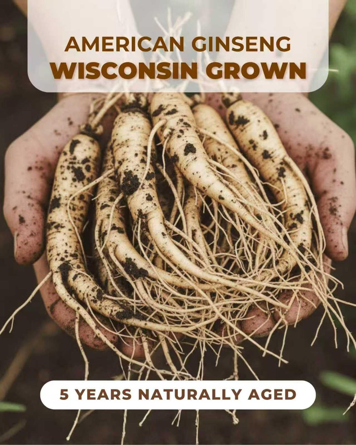 premium Panax ginseng for vitality