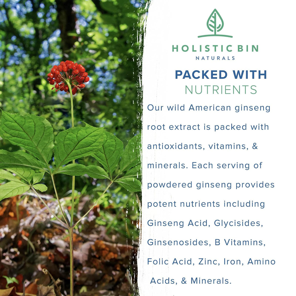 premium panax ginseng for wellness