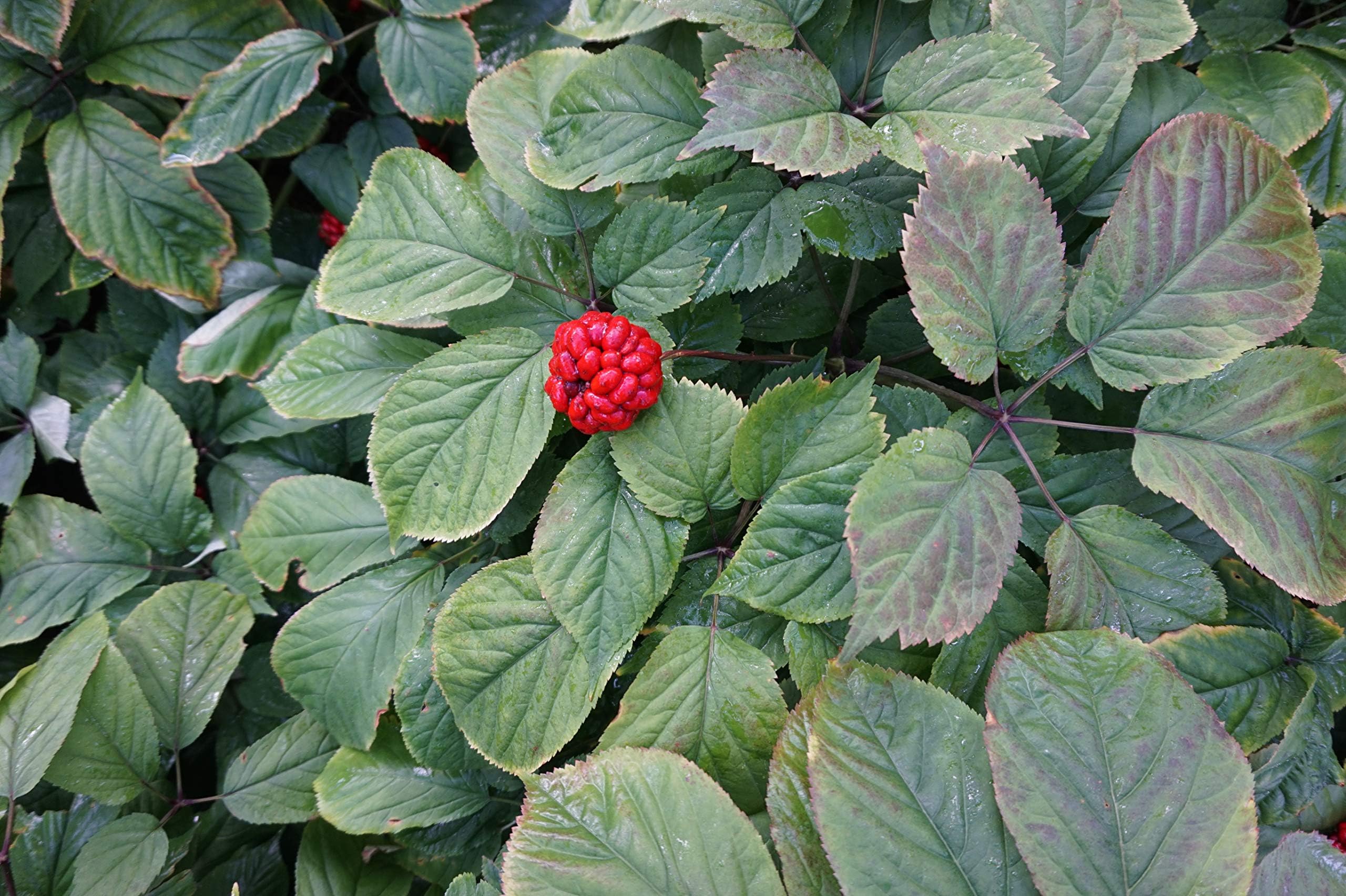 premium panax ginseng for wellness