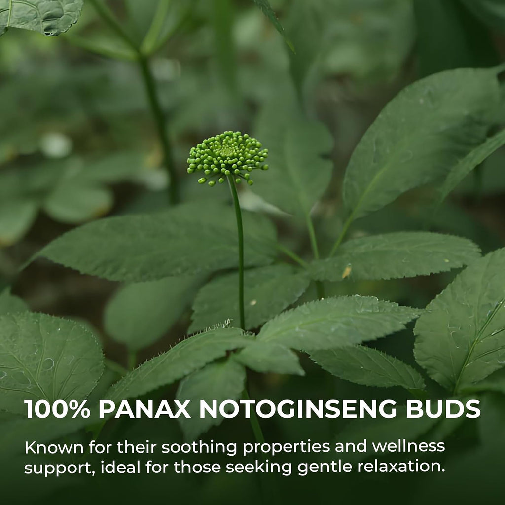Premium Panax herbal infusion
