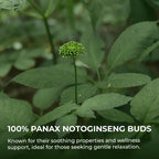 Premium Panax herbal infusion