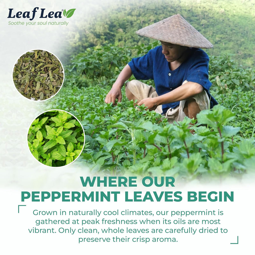 premium peppermint tea for energy