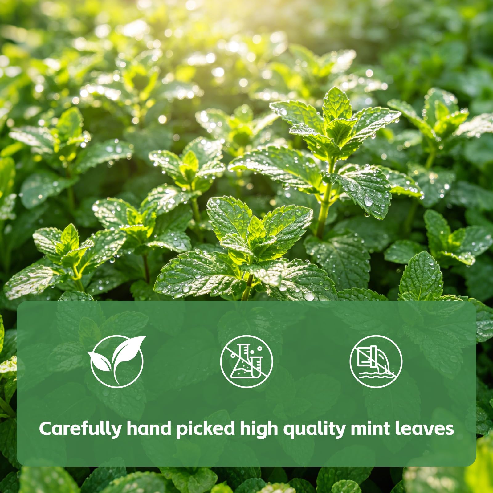 premium peppermint tea for wellness