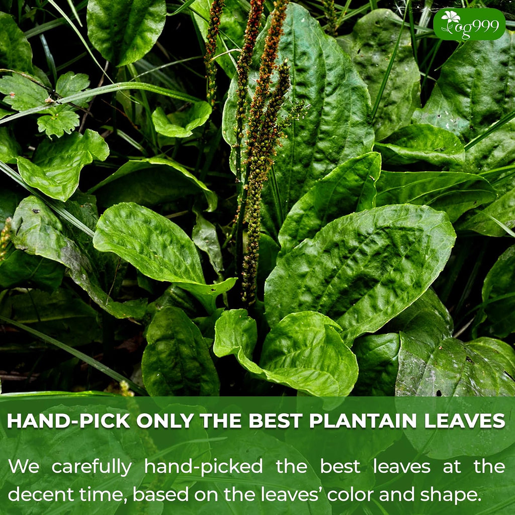premium plantain leaf herbal infusion