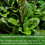 premium plantain leaf herbal infusion