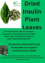 Premium Plantsulin dried leaves benefits